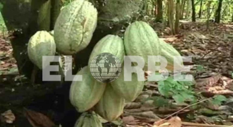 Productores Logran Exportar más de 100 Toneladas de Cacao Real del ...