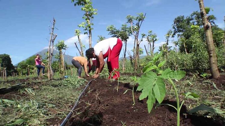 México Destinará Mil 200 Mdp Para Programa “Sembrando Vidas ...