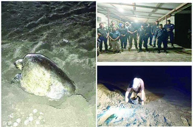 Implementan Operativo Para Protección de la Tortuga Marina - Periódico ...