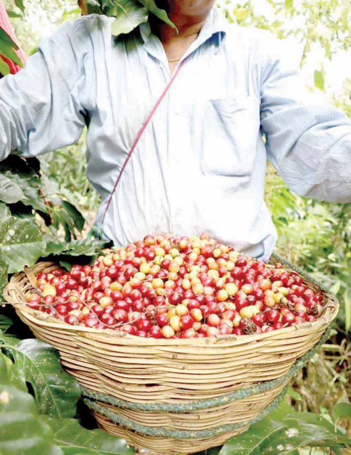 Encarecimiento de Insumos Agrícolas Golpea al Campo Chiapaneco ...